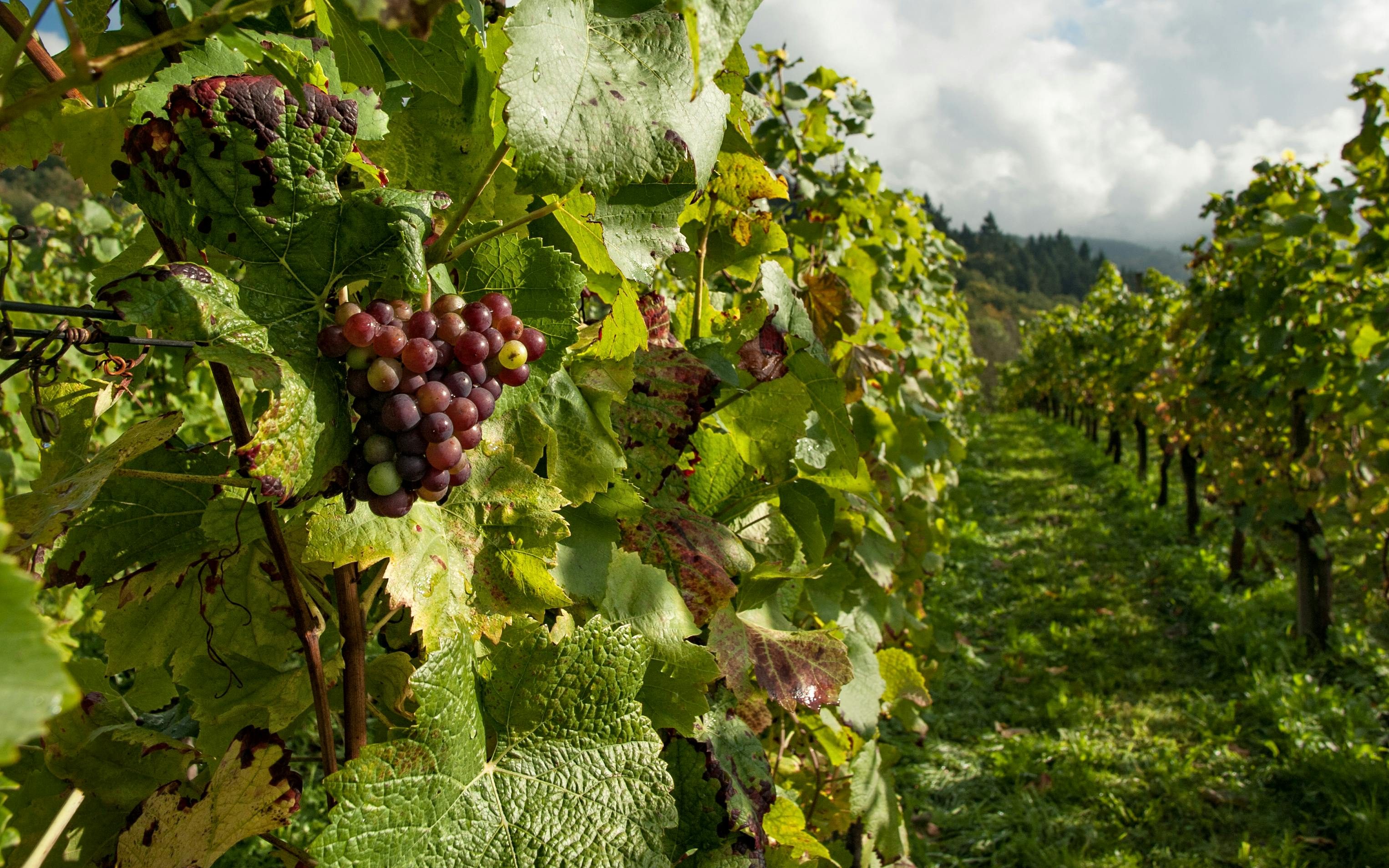 ICC - Ocion Water Sciences Inc.